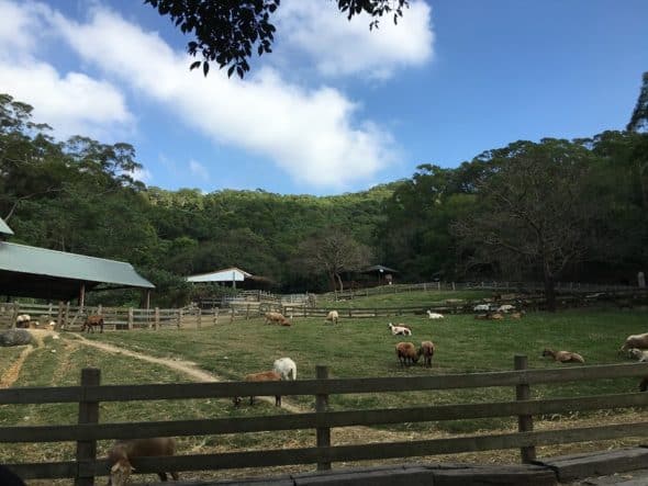 Feeding Animals At Flying Cow Ranch Taiwan
