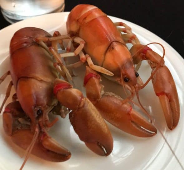 Cambinata Yabbies